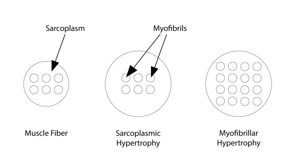 Low Reps vs. High Reps for Hypertrophy - Boston Barbell